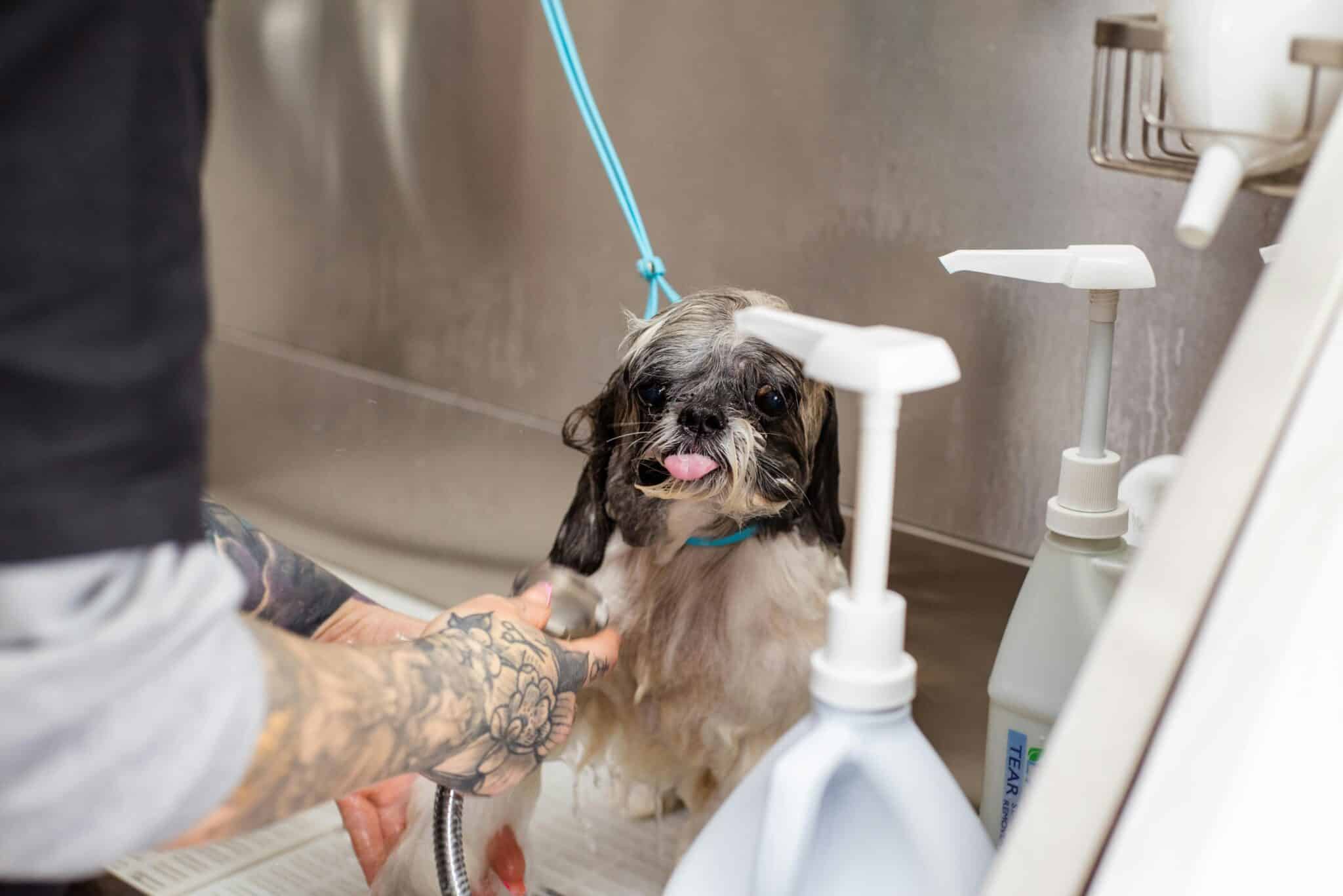 Best Dog Shampoos for Sensitive Skin : Guide for Your Pup